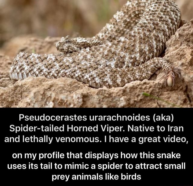 Pseudocerastes urarachnoides (aka) Spider-tailed Horned Viper. Native ...
