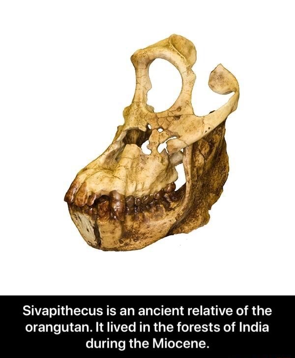 Sivapithecus is an ancient relative of the orangutan. It lived in the ...