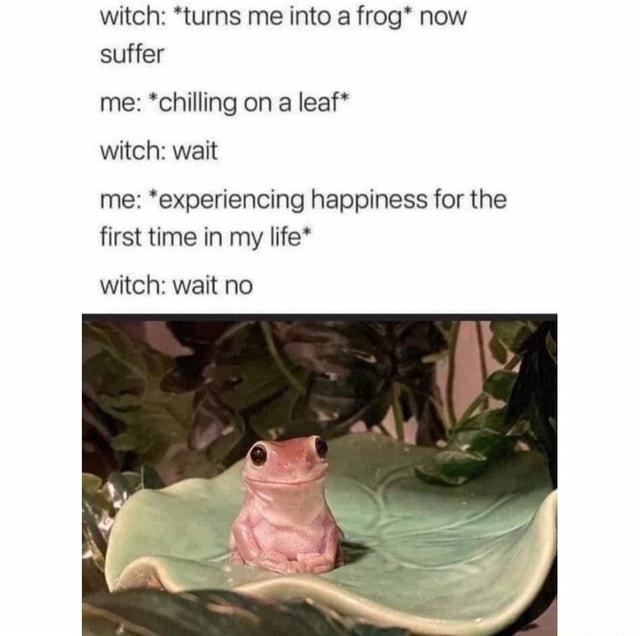 Witch: *turns me into a frog* now suffer me: *chilling on a leaf* witch ...
