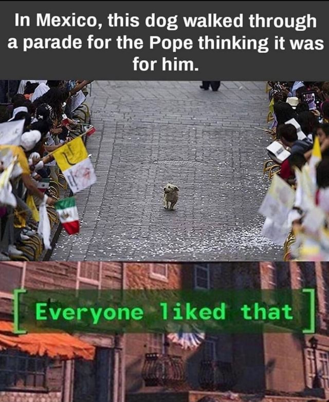 In Mexico, this dog walked through a parade for the Pope thinking it ...