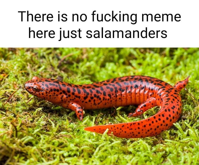 There is no fucking meme here just salamanders - iFunny
