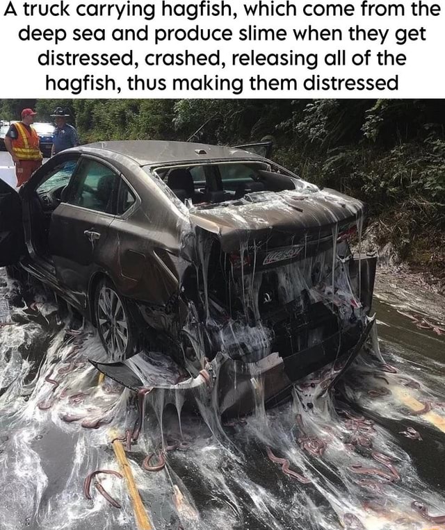 A truck carrying hagfish, which come from the deep sea and produce ...