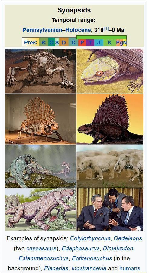 Synapsids Temporal range: Pennsylvanian-Holocene, Ma Examples of ...
