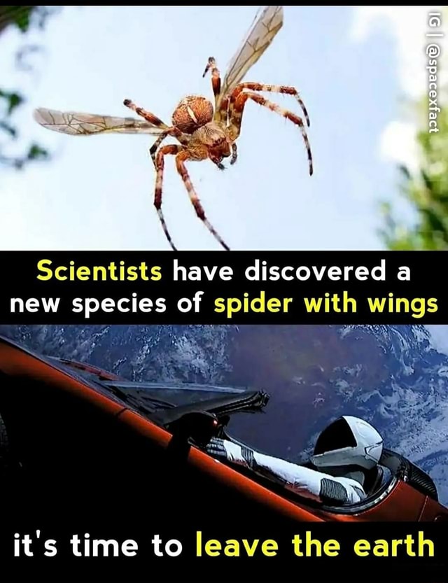 Scientists have discovered new species of spider with wings it's time ...