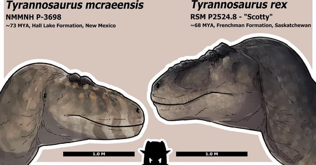 Tyrannosaurus mcraeensis Tyrannosaurus rex NMMNH P-3698 ROM P2524.8 ...