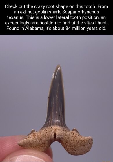 Check out the crazy root shape on this tooth. From an extinct goblin ...