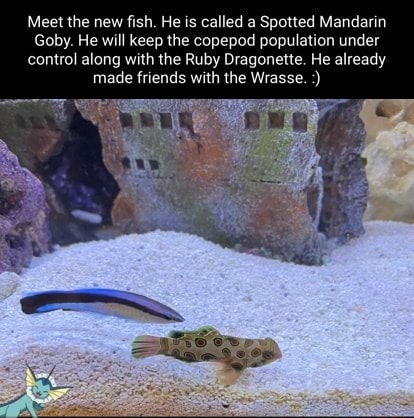 Meet the new fish. He is called a Spotted Mandarin Goby. He will keep ...