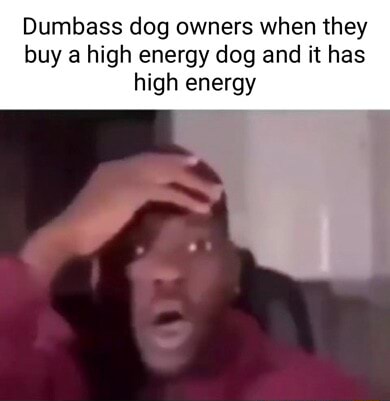 Dumbass dog owners when they buy a high energy dog and it has high ...