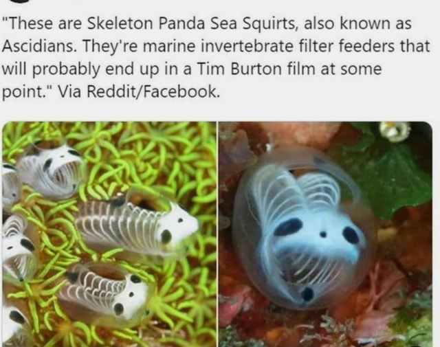 "These are Skeleton Panda Sea Squirts, also known as Ascidians. They're ...