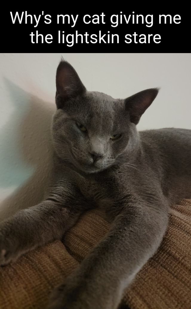 Why's my cat giving me the lightskin stare - iFunny