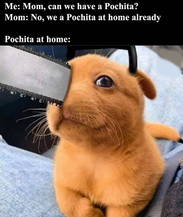Me: Mom, can we have a Pochita? Mom: No, we a Pochita at home already ...