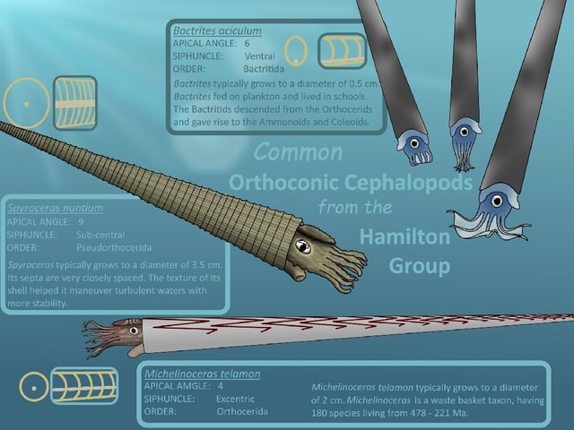 Bactrites aciculum APICAL ANGLE: 6 SIPHUNCLE: Ventral ORDER: Bactrites ...