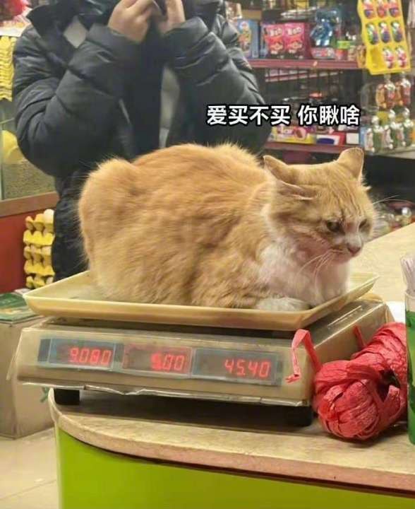 Picture memes Eu7UWB5q9 by angry_MEOW_IRL_90s_2021: 5 comments - iFunny