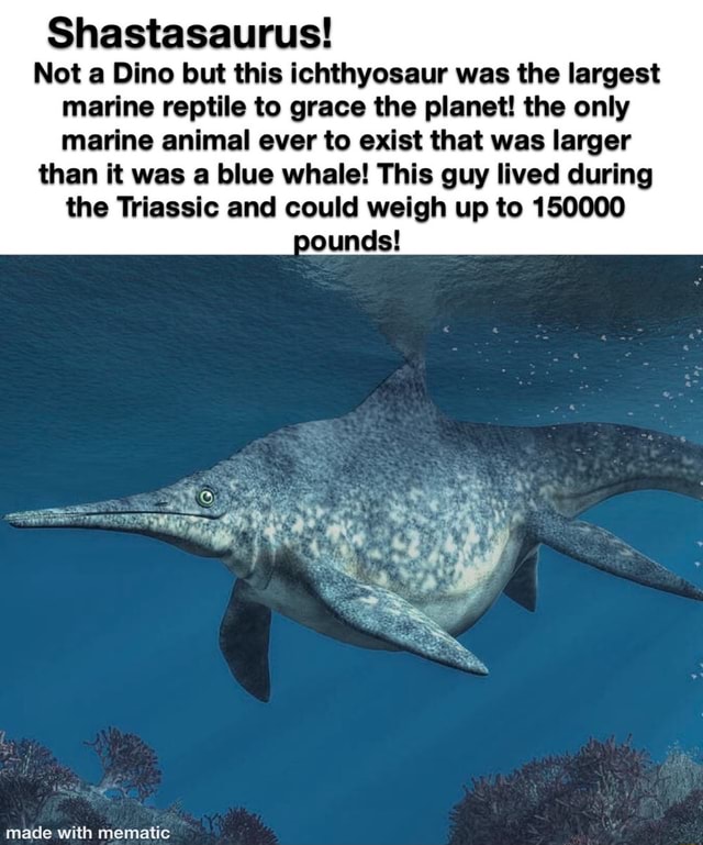 Shastasaurus! Not a Dino but this ichthyosaur was the largest marine ...