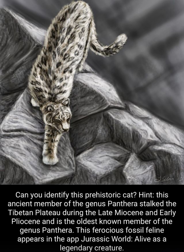 Can you identify this prehistoric cat? Hint: this ancient member of the ...
