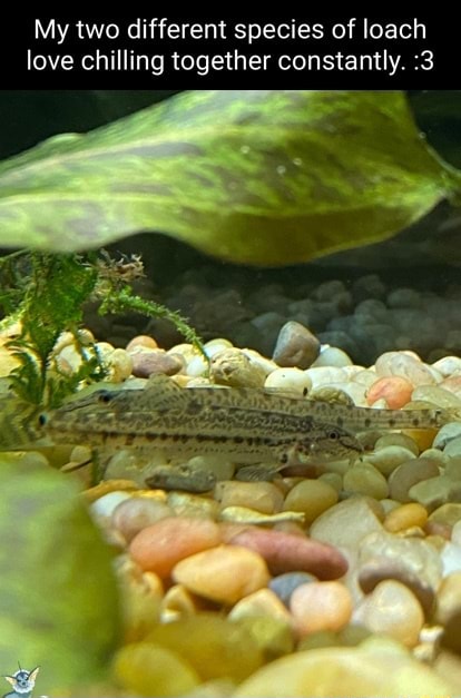My two different species of loach love chilling together constantly. :3 ...