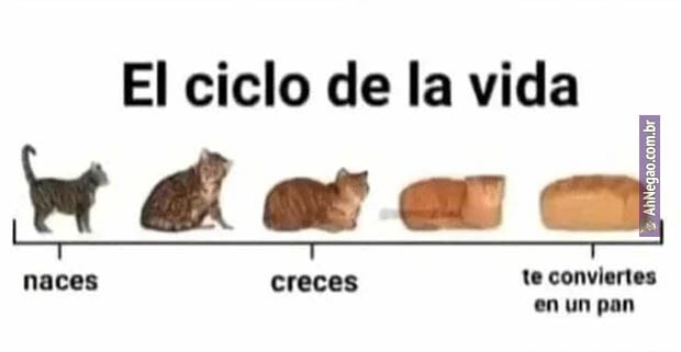 El ciclo de la vida naces creces te conviertes en un pan - iFunny Brazil