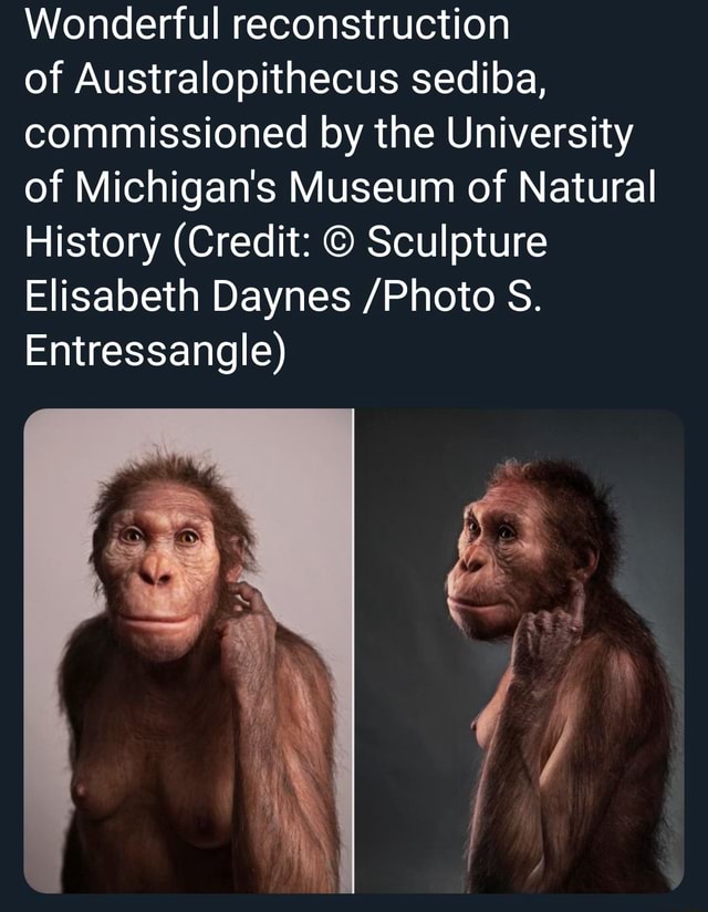 Wonderful reconstruction of Australopithecus sediba, commissioned by ...