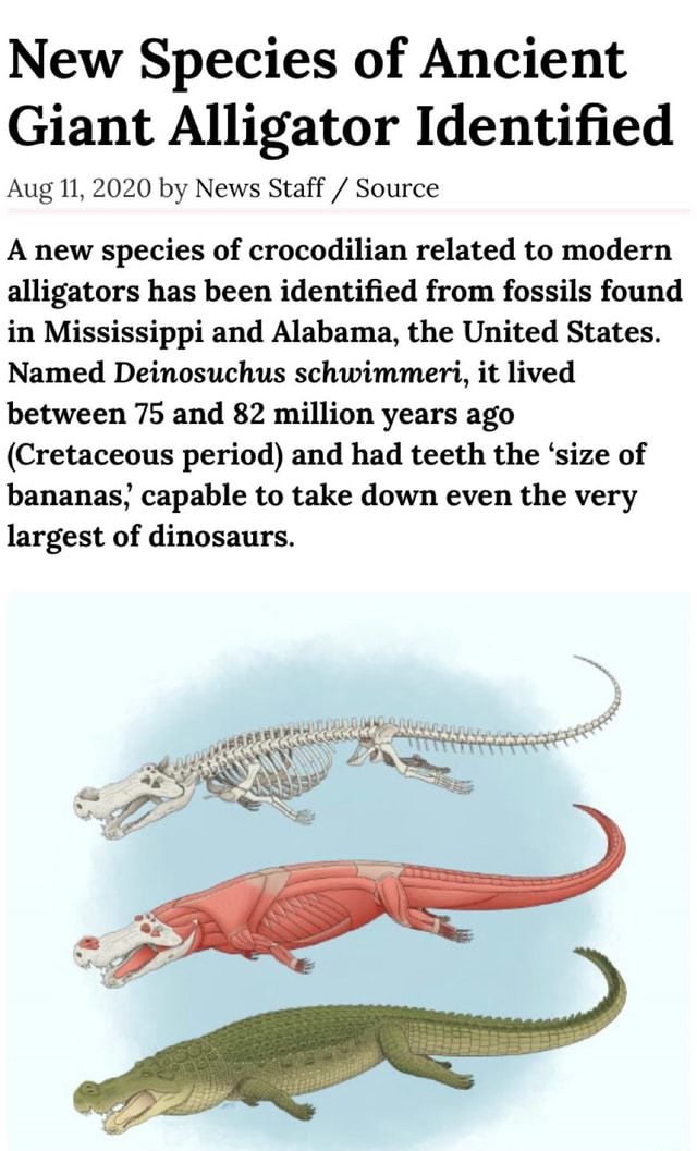 New Species of Ancient Giant Alligator Identified Aug 11, 2020 by News ...