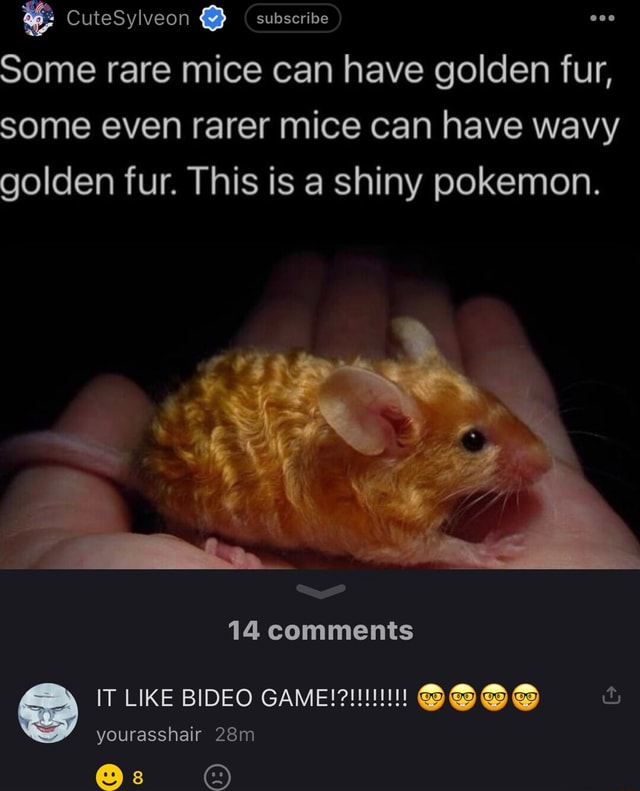 CuteSylveon subscribe Some rare mice can have golden fur, some even ...