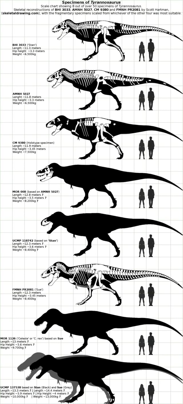 Specimens of Tyrannosaurus Scale chart showing 8 out of over 50 ...