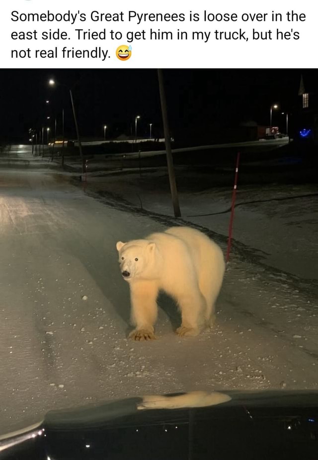 Somebody's Great Pyrenees is loose over in the east side. Tried to get ...