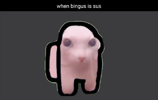 When bingus is sus - America’s best pics and videos