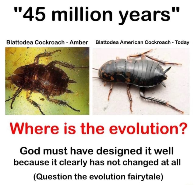 "45 million years" Blattodea Cockroach- Amber _Blattodea American ...