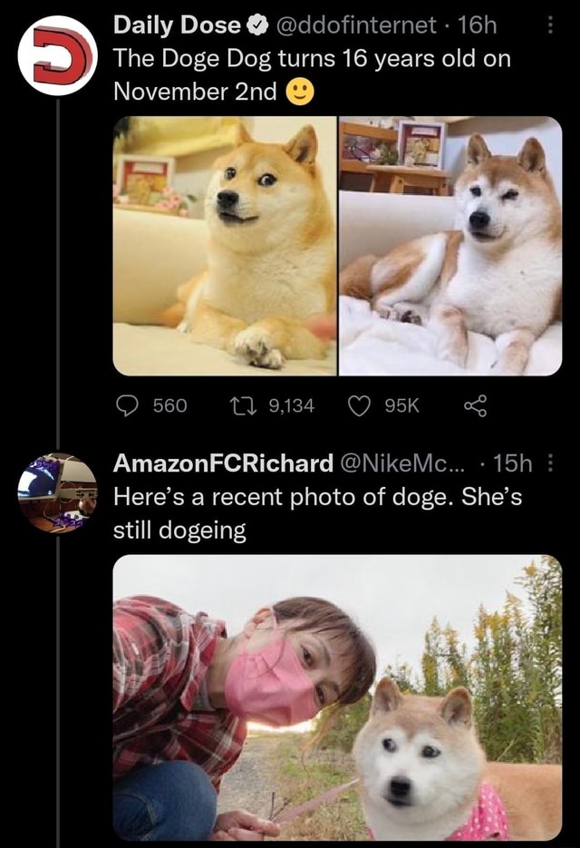 Daily Dose @ @ddofinternet The Doge Dog turns 16 years old on November ...