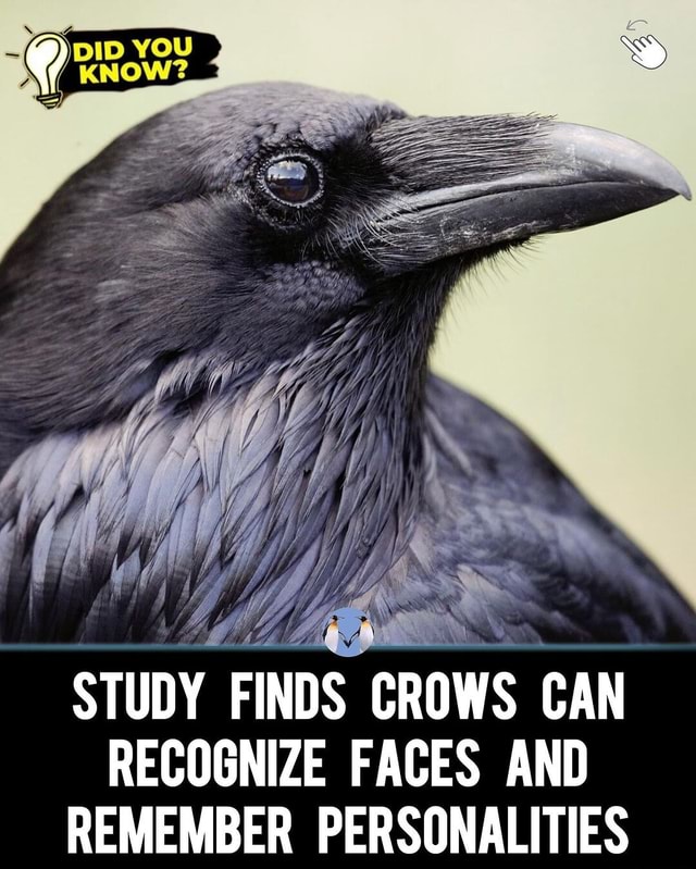 Swipe Research reveals that crows can recognize faces and remember ...