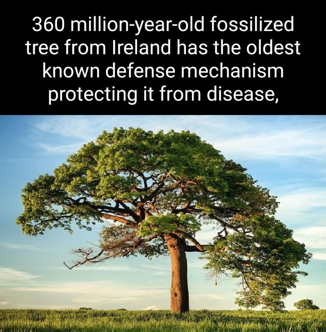 360 million-year-old fossilized tree from Ireland has the oldest known ...