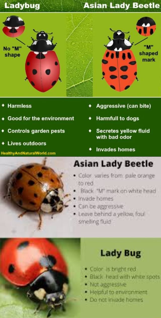 Ladybug Asian Lady Beetle lo shaped I Harmless Good for the environment ...