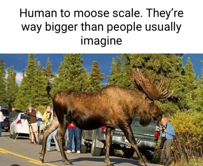 Human to moose scale. They're way bigger than people usually imagine ...