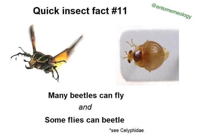 Indeed #celyphidae #beetlefly #diptera #flies #beetles #coleoptera # ...