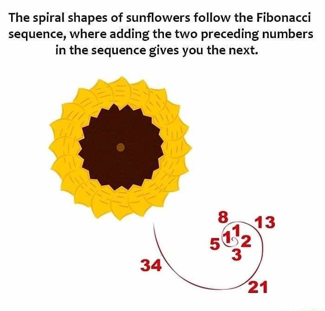 The spiral shapes of sunflowers follow the Fibonacci sequence, where ...