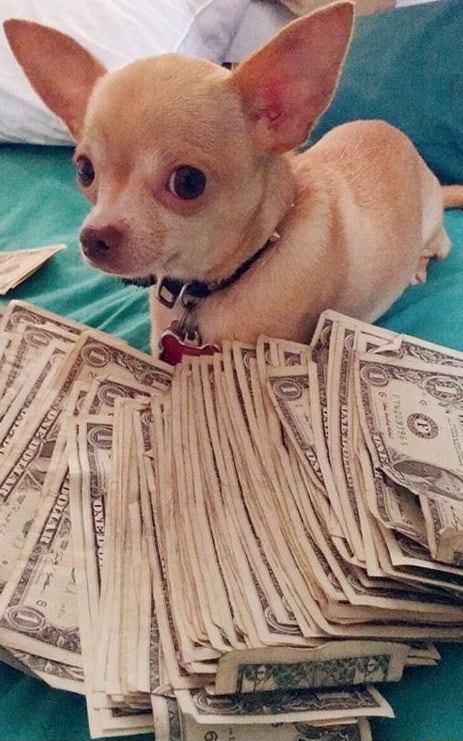 Upvote money dog and you will receive some economic luck in the next ...