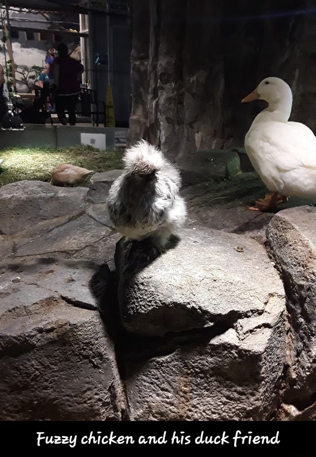 Fuzzy chicken and his duck friend - Fuzzy chicken and his duck friend ...