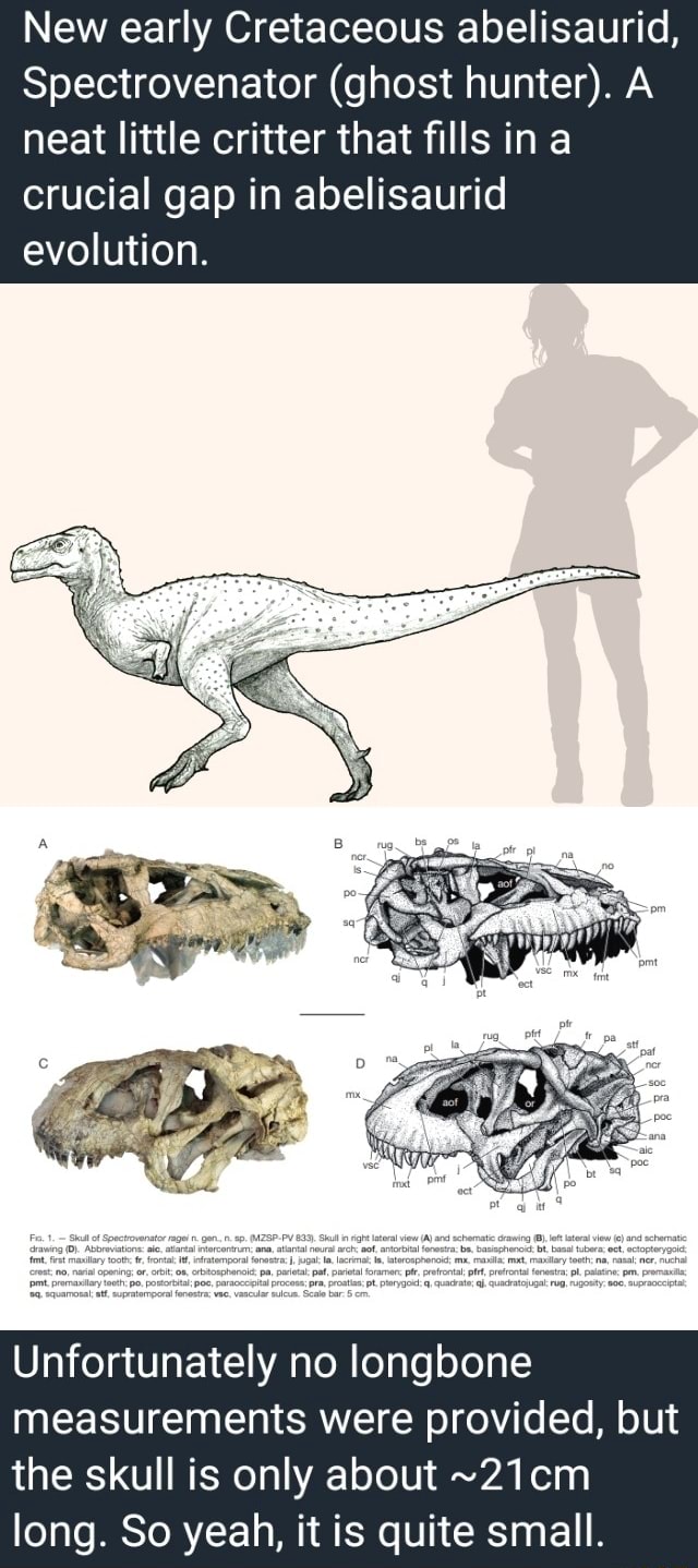 New early Cretaceous abelisaurid, Spectrovenator (ghost hunter). A neat ...