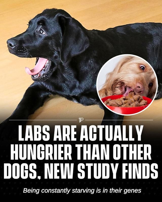 A recent study reveals that one in four Labrador retrievers possess a ...