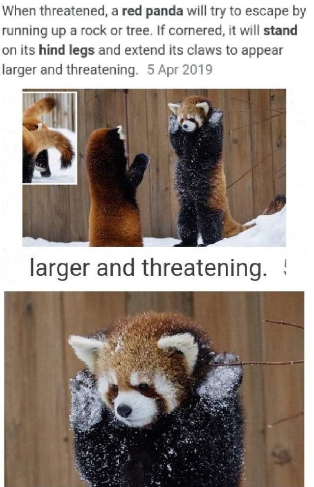 When threatened, a red panda will try to escape by running up a rock or ...