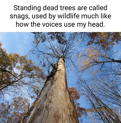 Standing dead trees are called snags, used by wildlife much like how ...