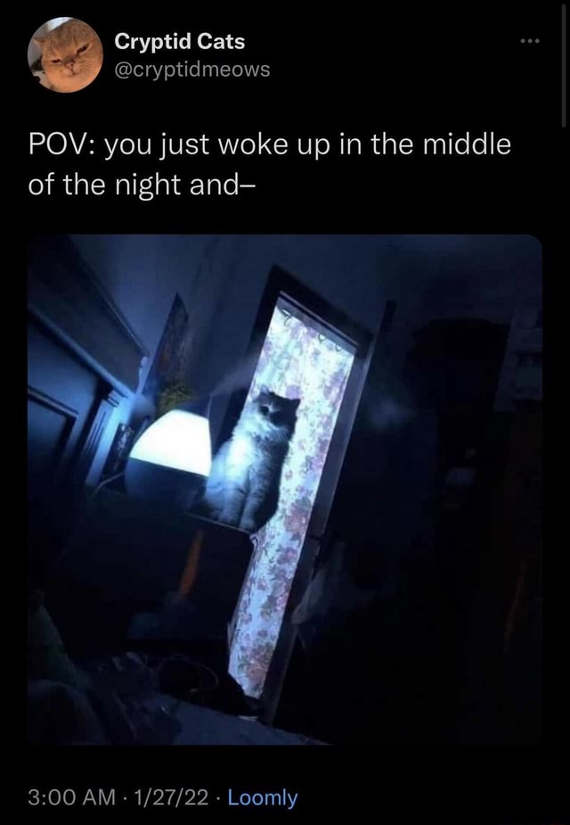 Funny Random Meme and Twitter Dump - \ Cryptid Cats POV: you just woke ...
