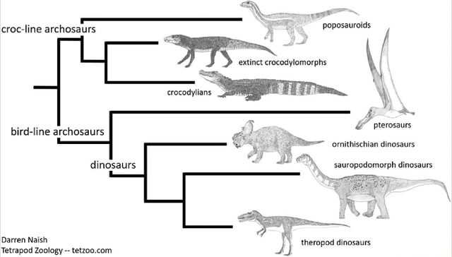 Poposauroids croc-line archosaurs bird-line archosaurs ornithischian ...