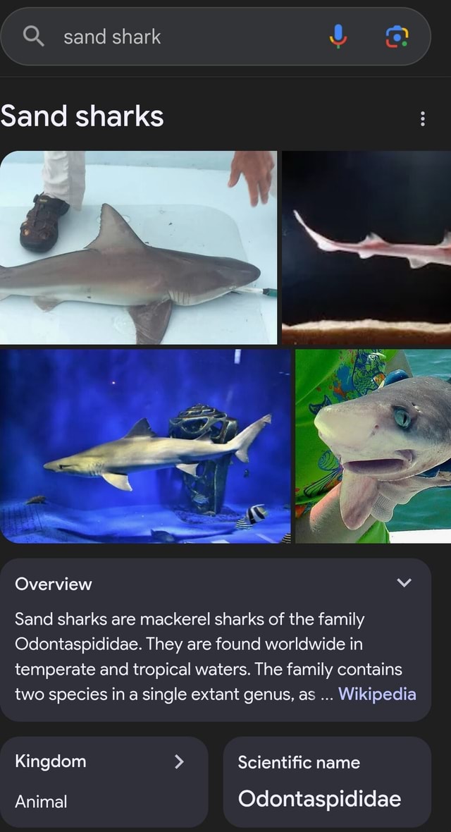 Q. sand shark Sand sharks I Overview Sand sharks are mackerel sharks of ...