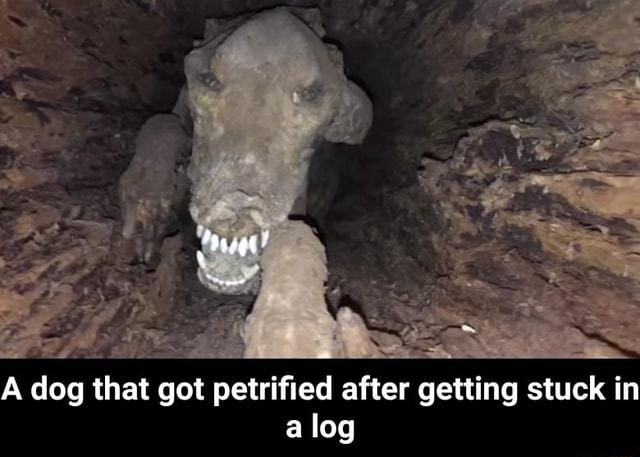 A dog that got petrifled after getting stuck In a log - A dog that got ...