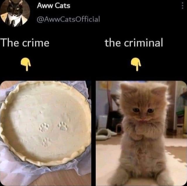 Aww Cats The crime the criminal - iFunny