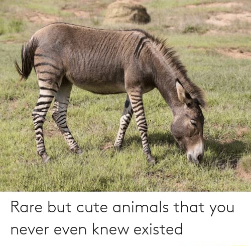Rare but cute animals that you never even knew existed - Rare but cute ...
