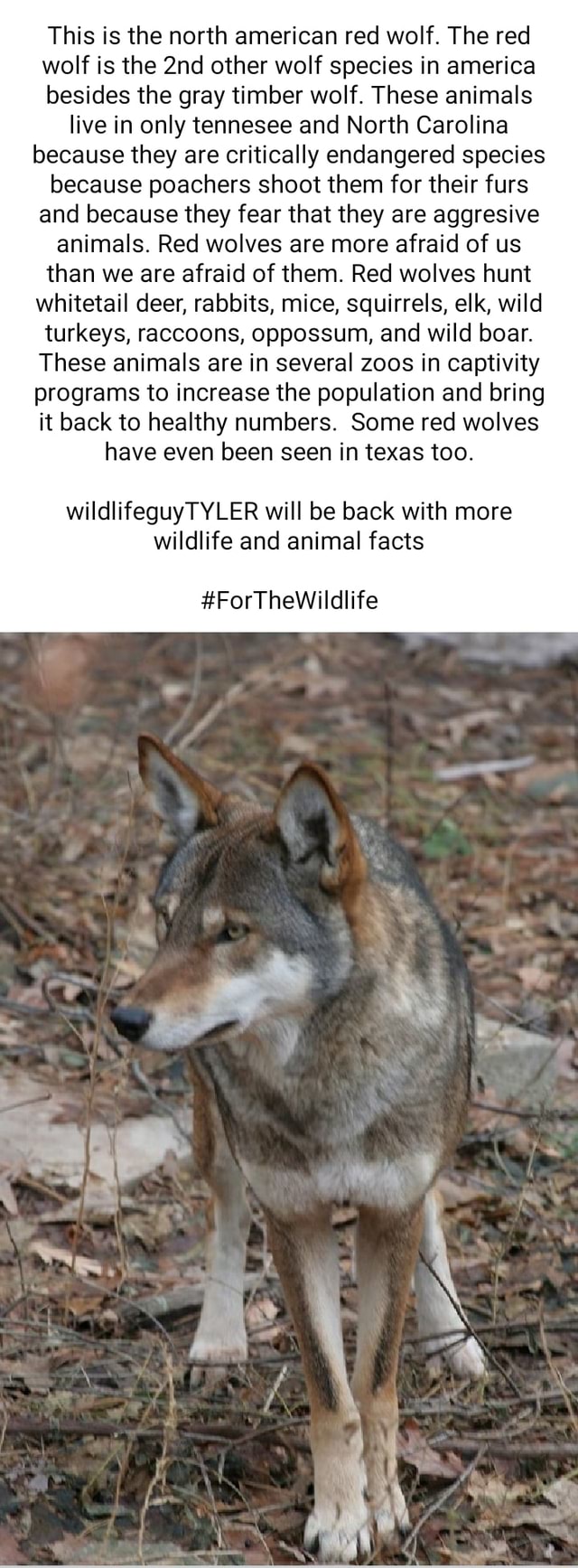 This is the north american red wolf. The red wolf is the other wolf ...