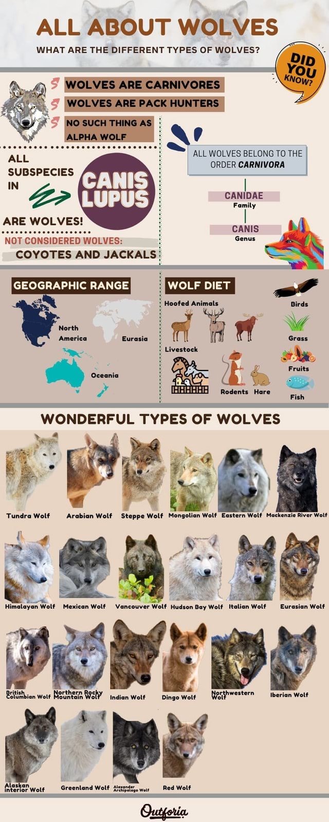 ALL ABOUT WOLVES WHAT ARE THE DIFFERENT TYPES OF WOLVES? WOLVES ARE ...