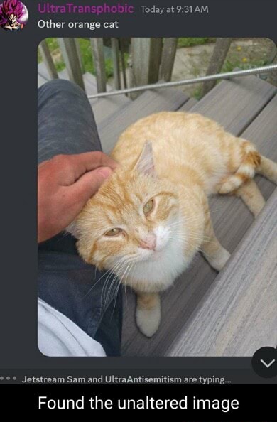 Today at other orange cat Jetstream Sam and UltraAntisemitism are ...